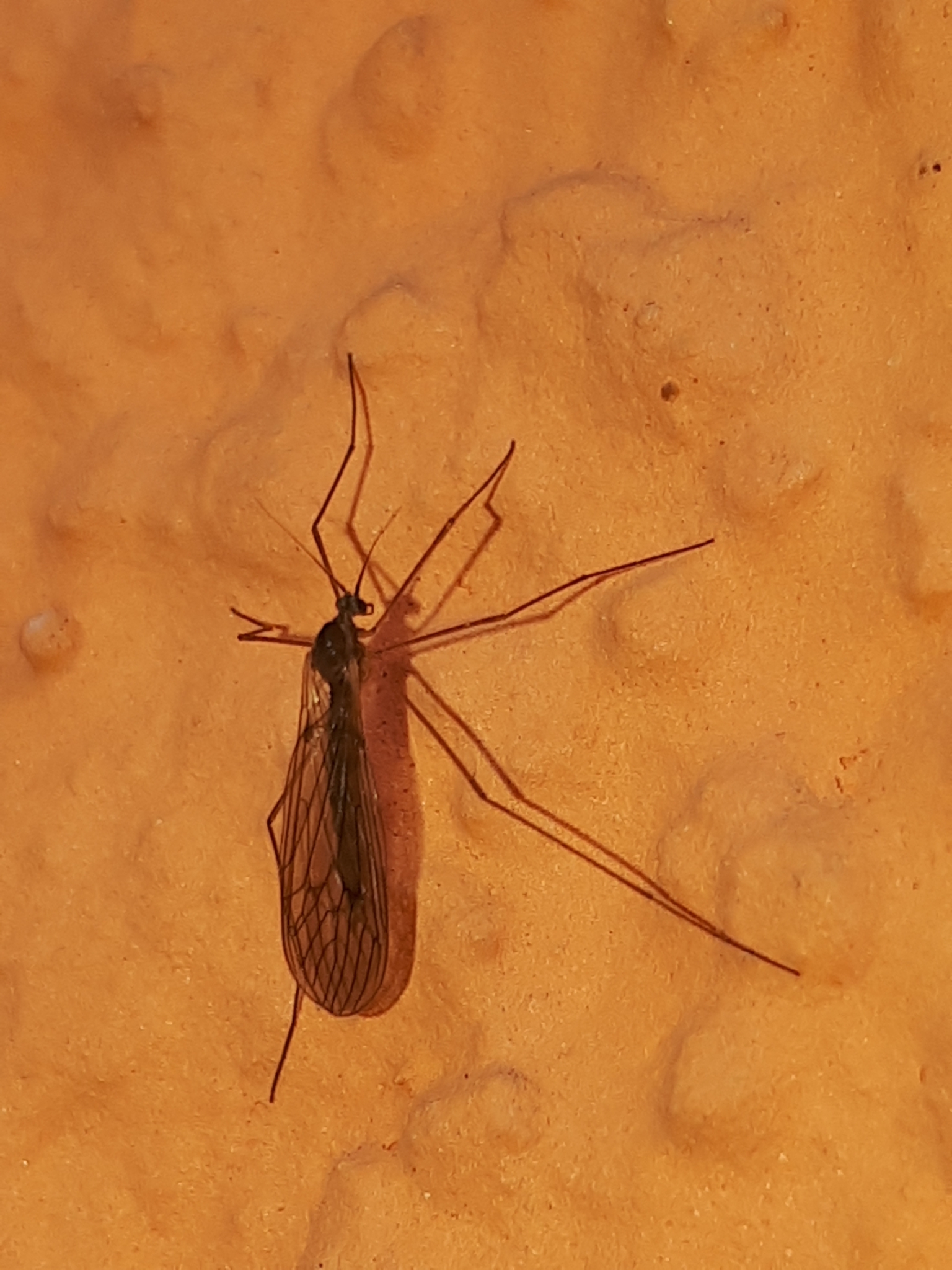 Trichoceridae