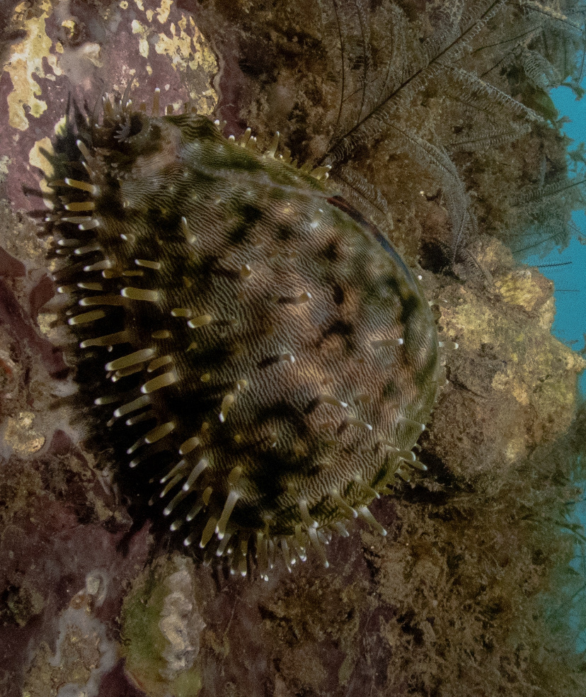 Cypraea Linnaeus, 1758