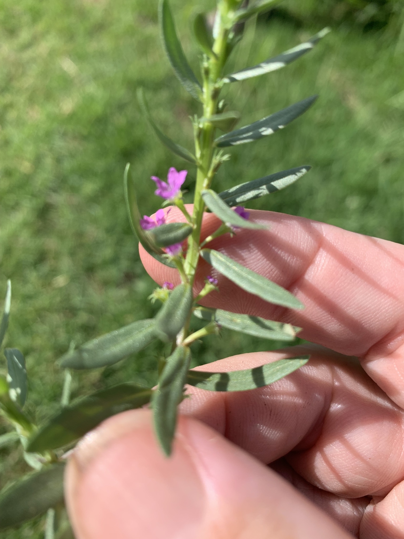 Lythrum hyssopifolia L.