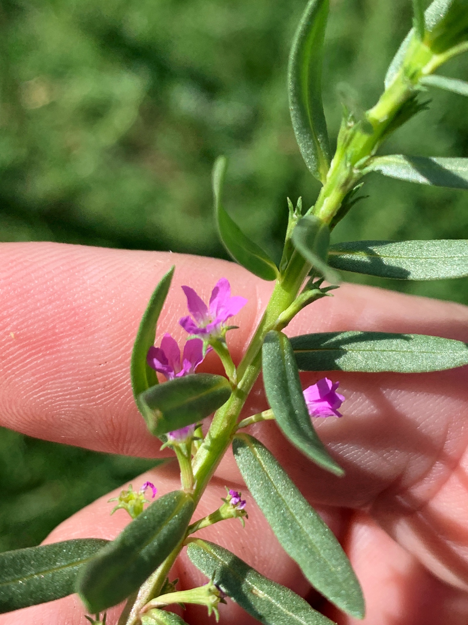 Lythrum hyssopifolia L.