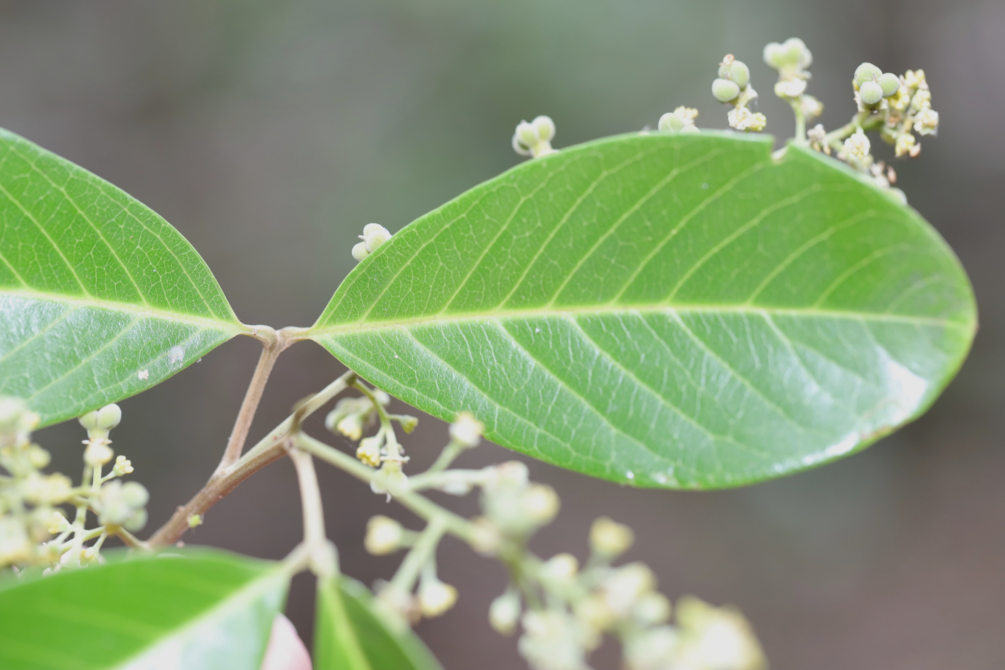Sapindaceae