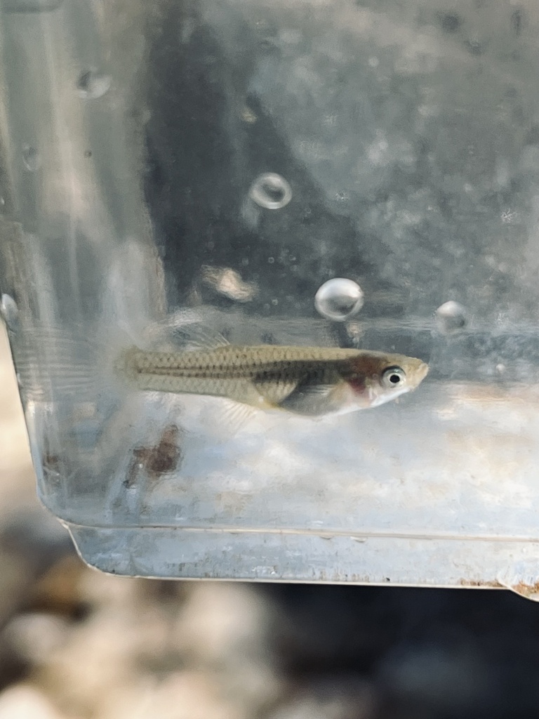 Western Mosquitofish from Table Mountain National Park, Cape Town, WC ...