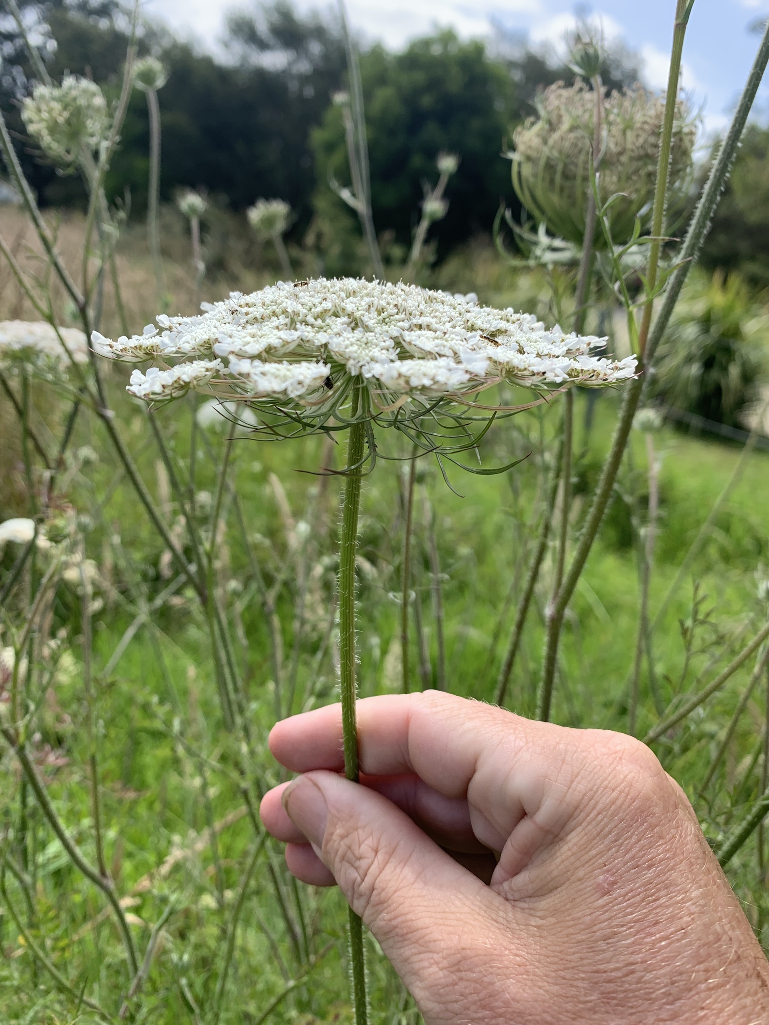 Daucus carota L.