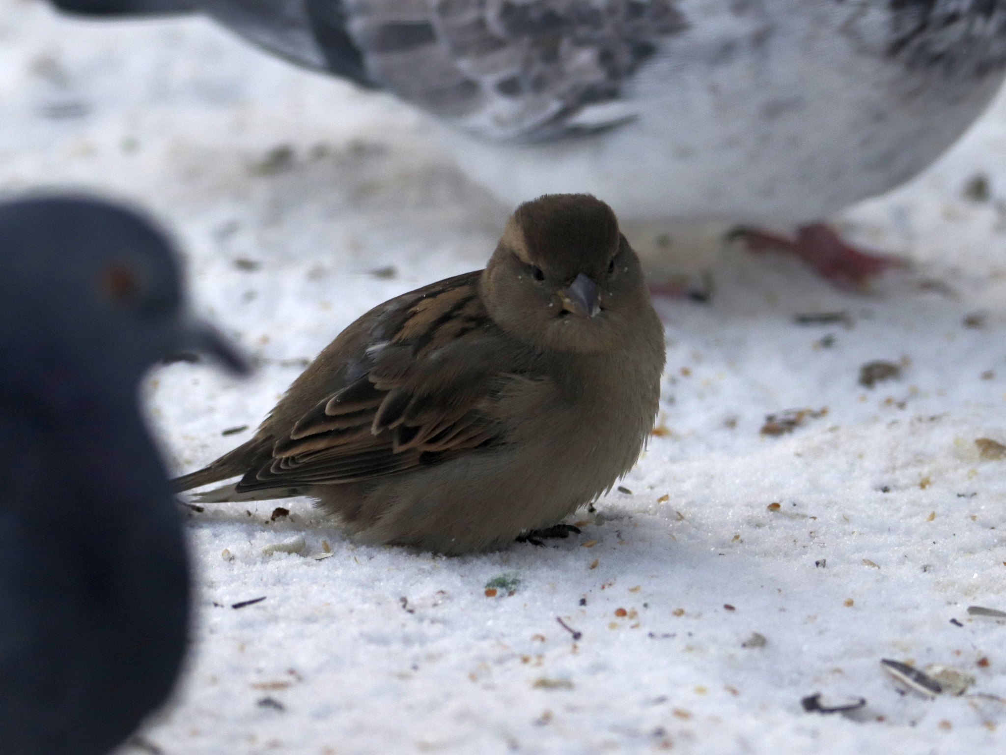 Passer domesticus (Linnaeus, 1758)