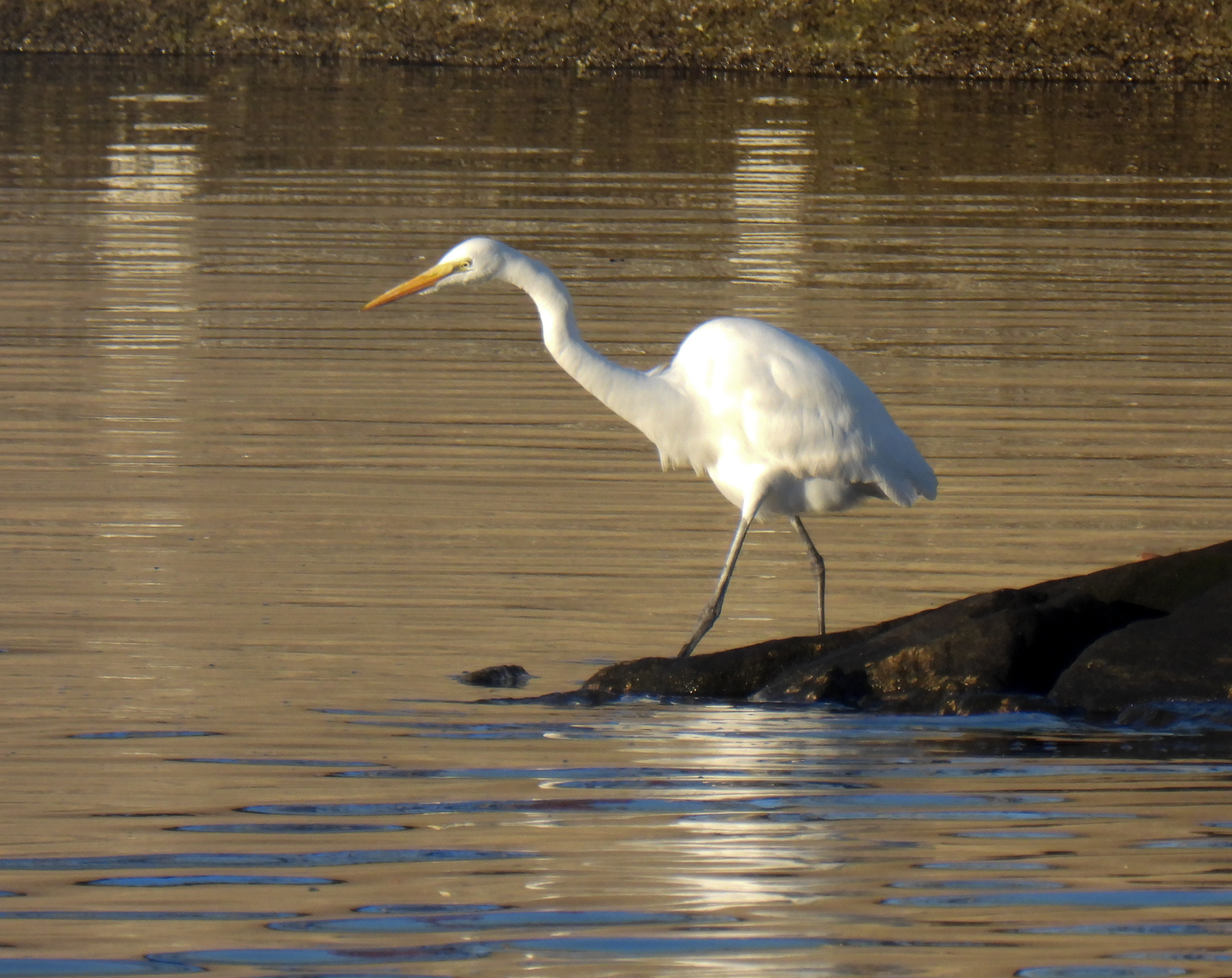 Ardea alba Linnaeus, 1758