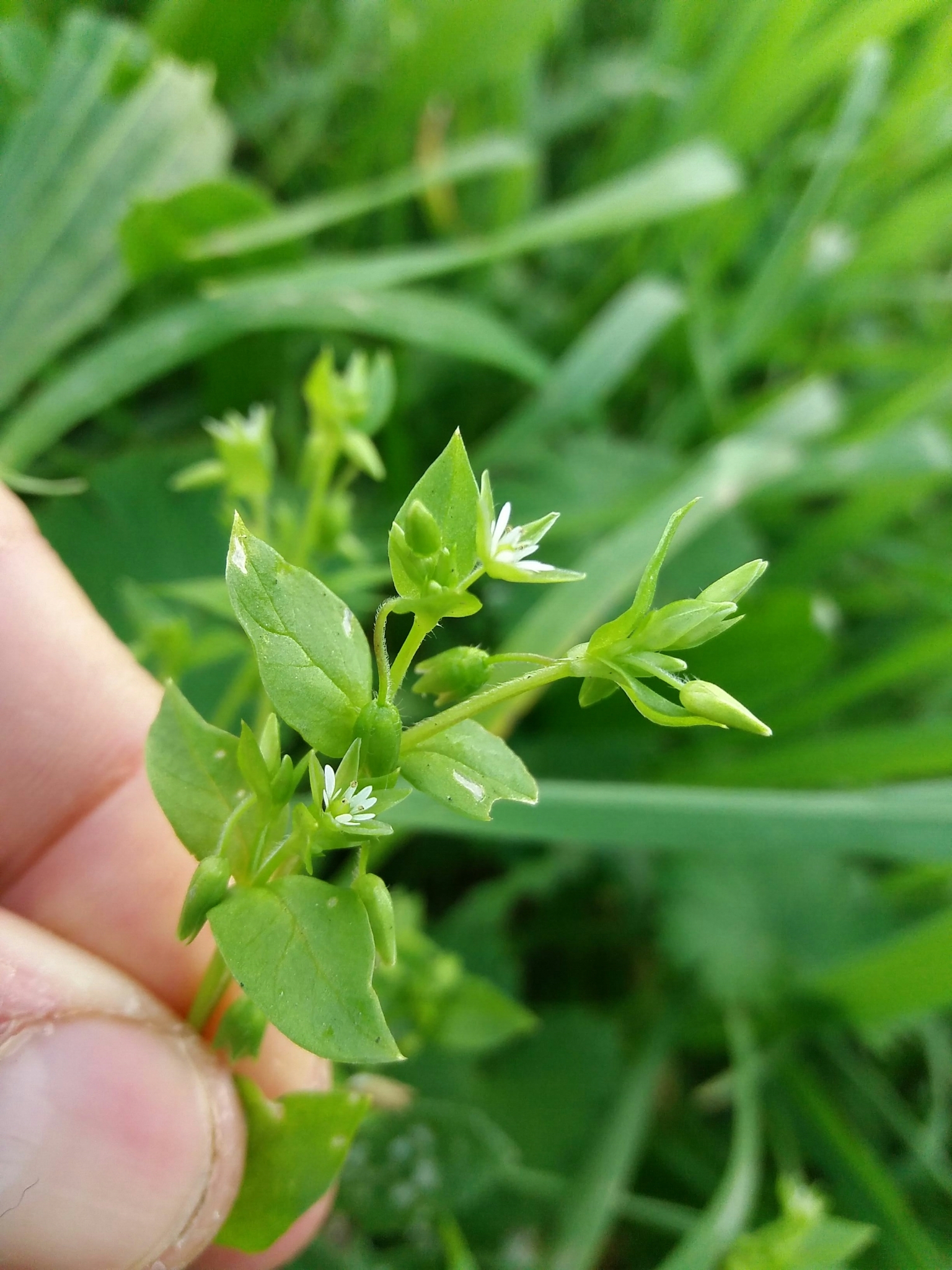 Caryophyllaceae