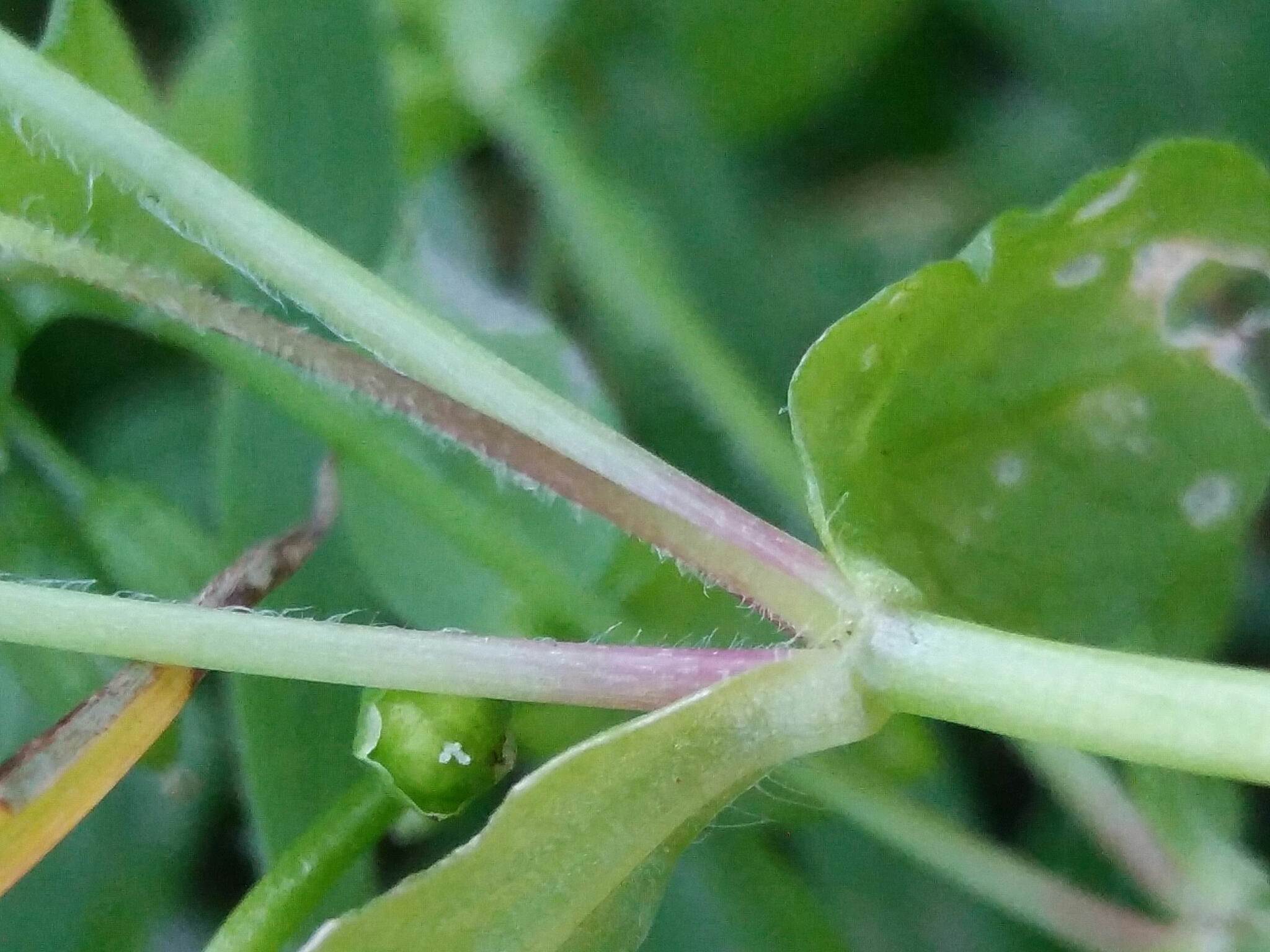 Caryophyllaceae