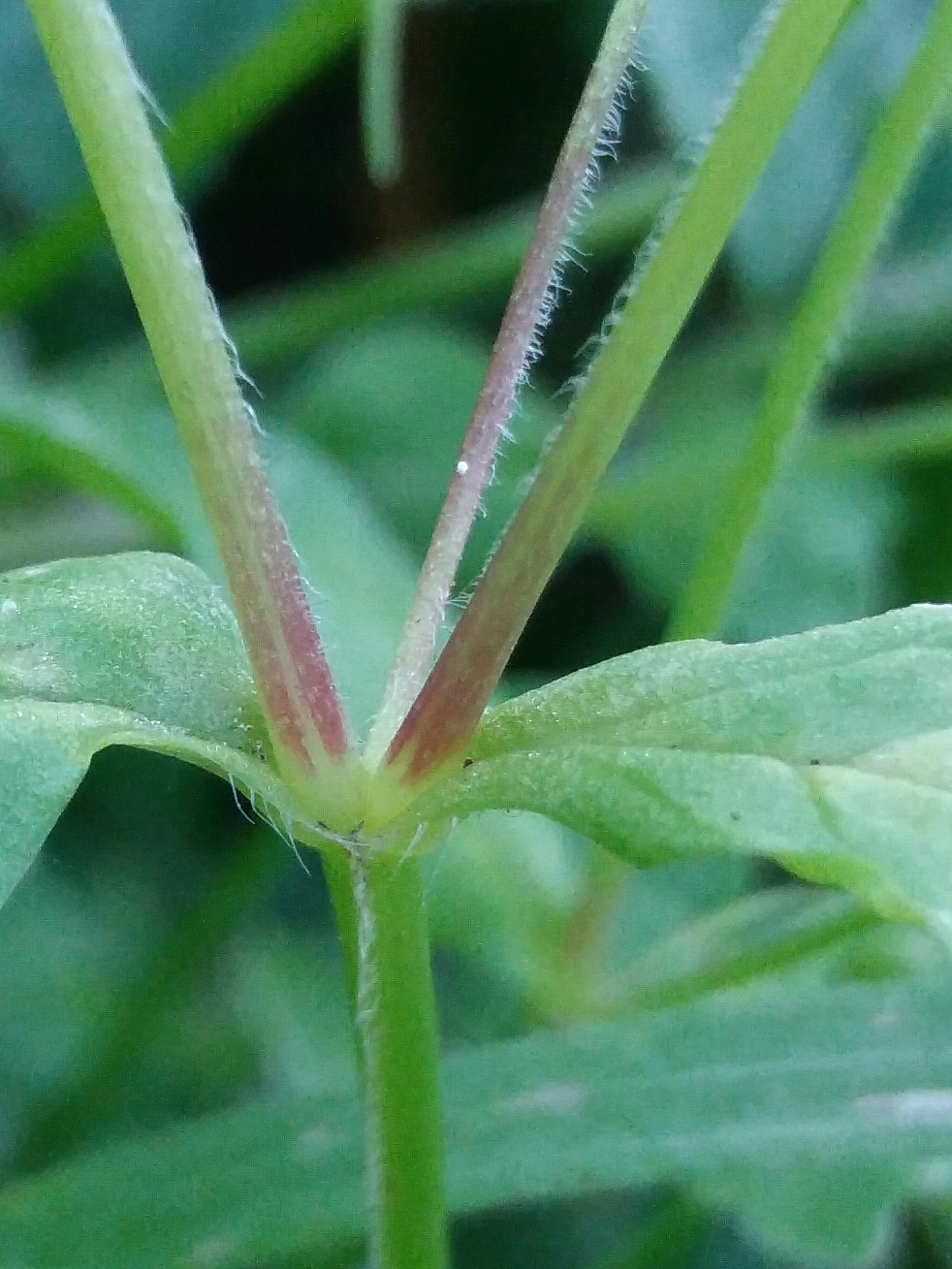 Caryophyllaceae