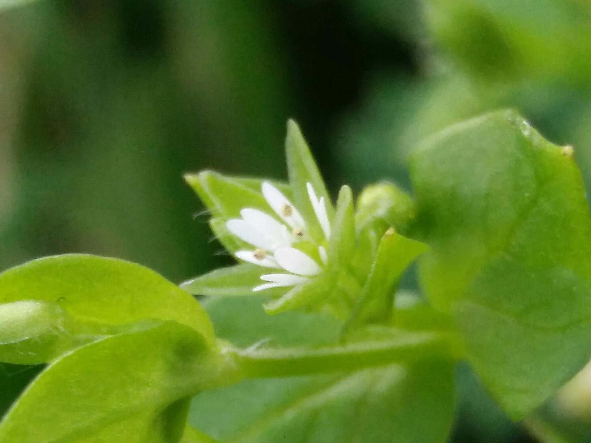 Stellaria L.