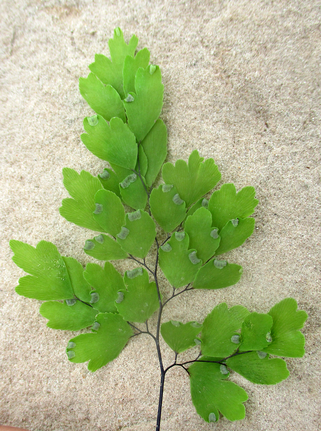 Adiantum L.