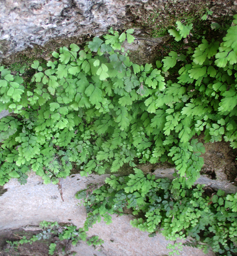 Adiantum L.