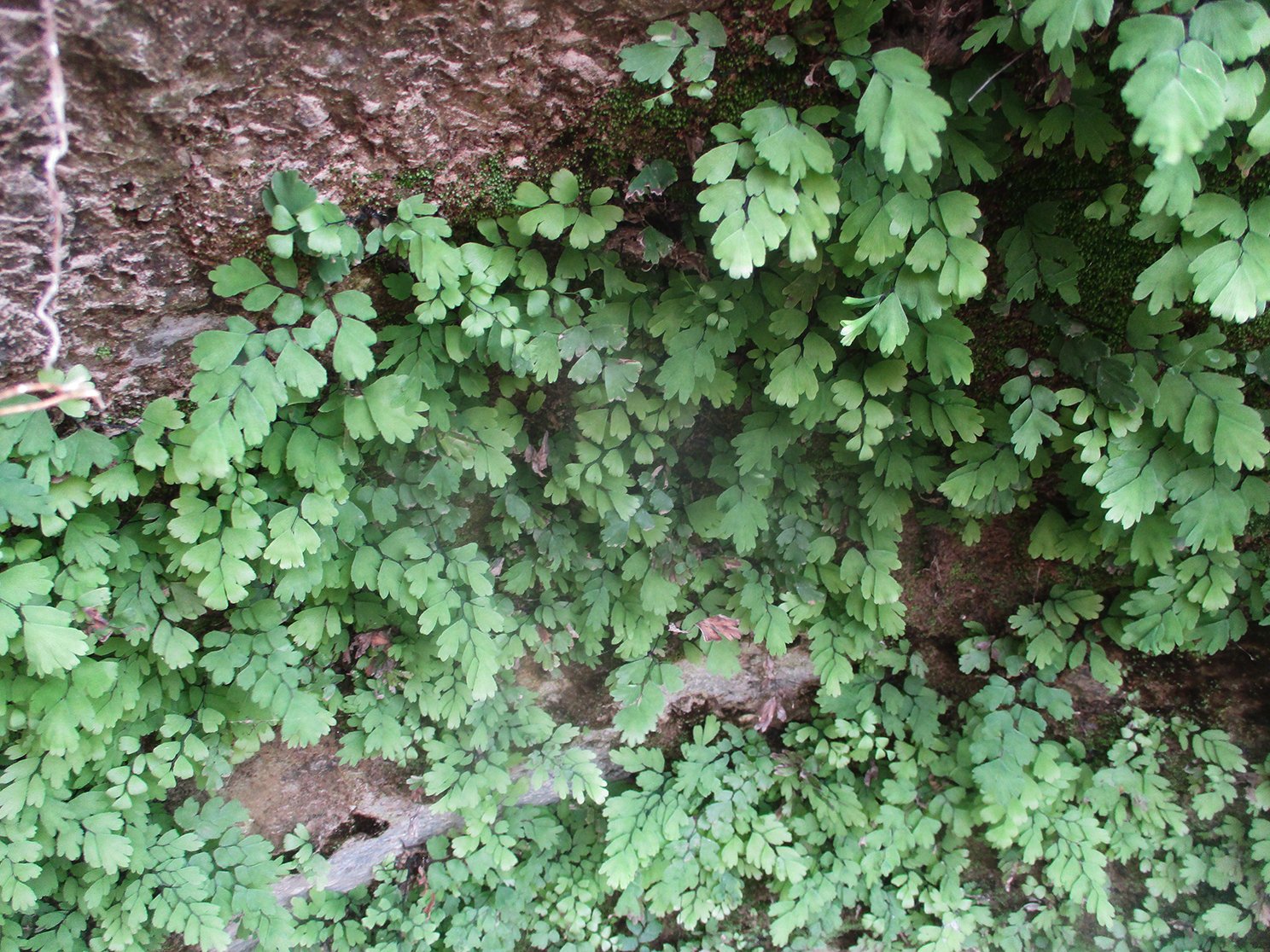 Adiantum L.