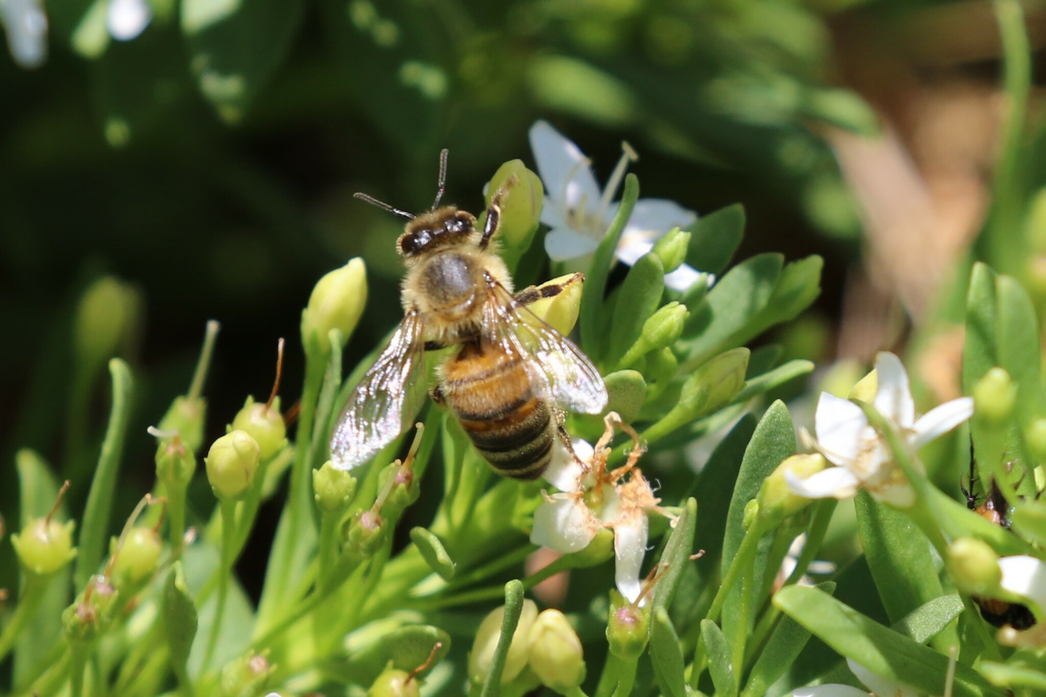 Apis mellifera Linnaeus, 1758