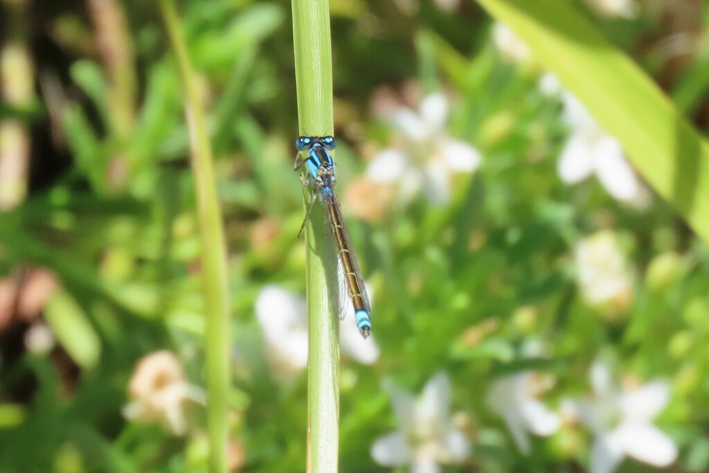 Australian Bluetail from Geoscience Australia, Symonston, ACT ...