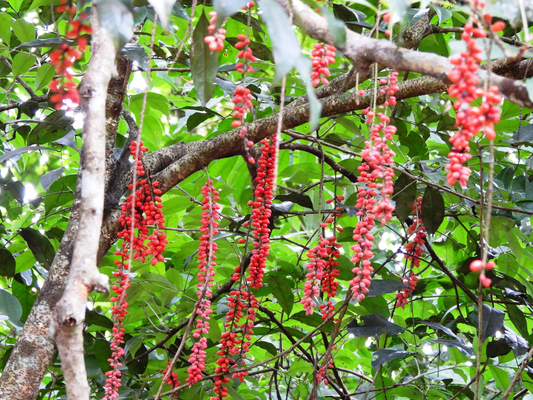 Citharexylum myrianthum Cham.