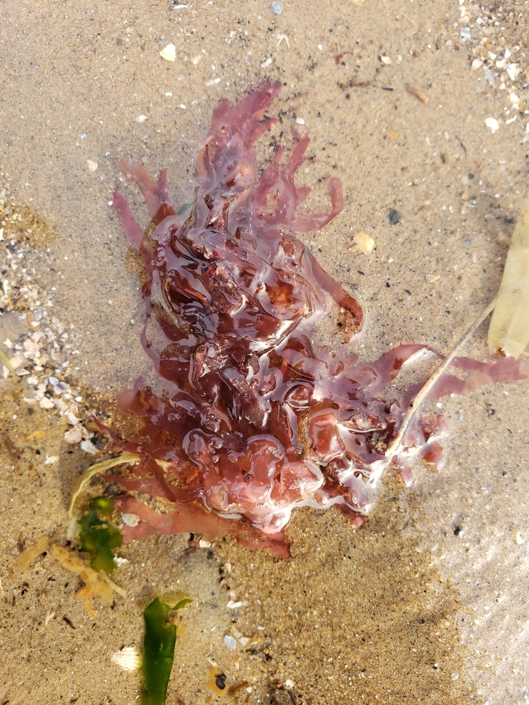 Gigartinales from Harwich, UK on January 01, 2023 at 12:08 PM by ...