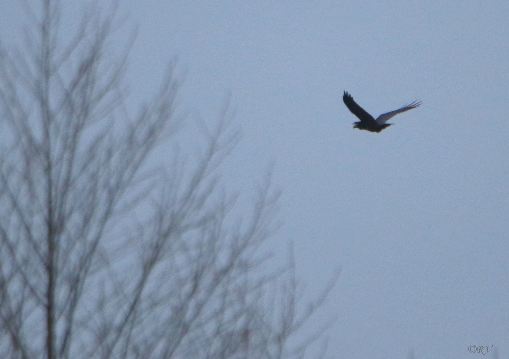 Corvus corax Linnaeus, 1758