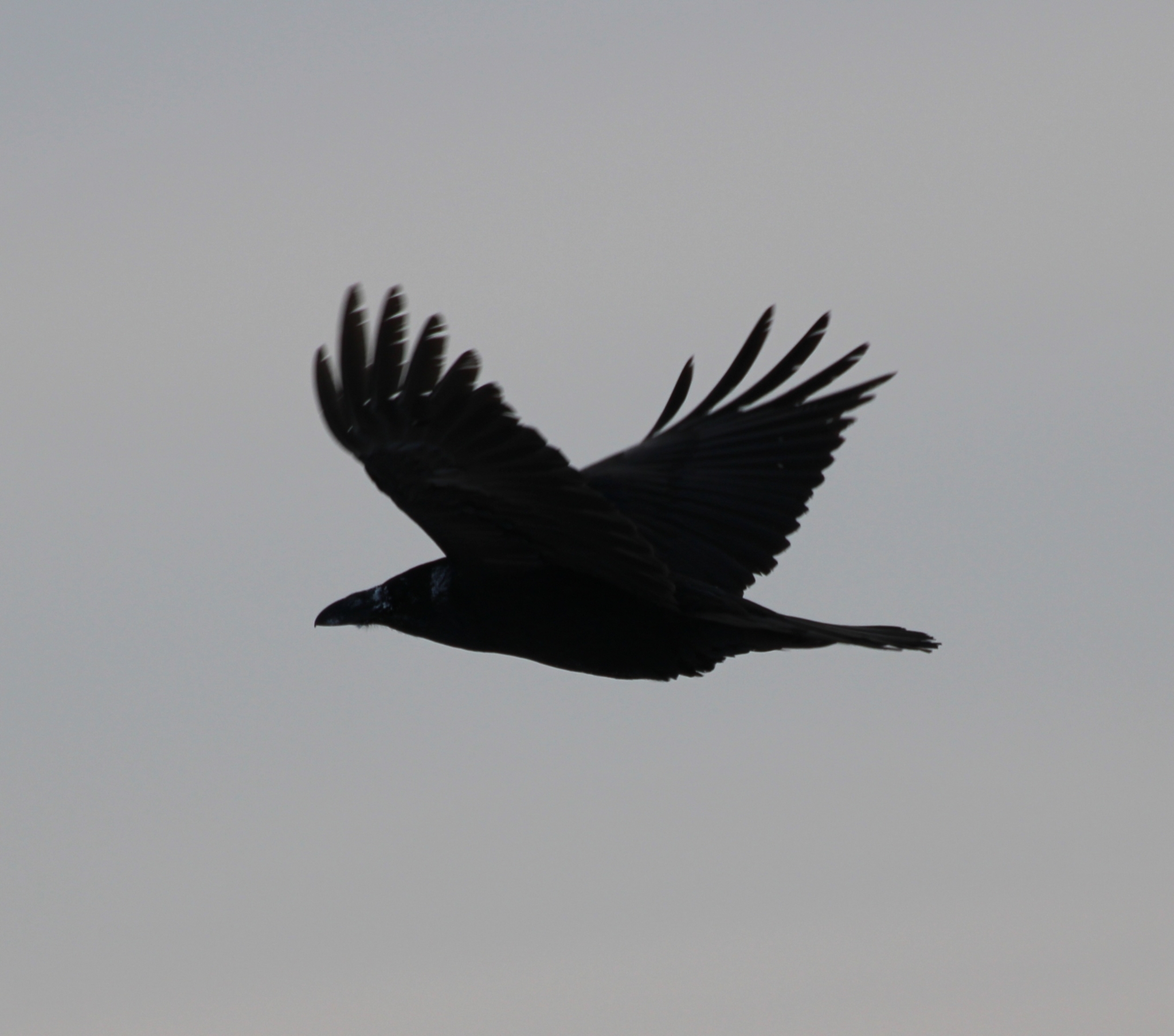 Corvus corax Linnaeus, 1758