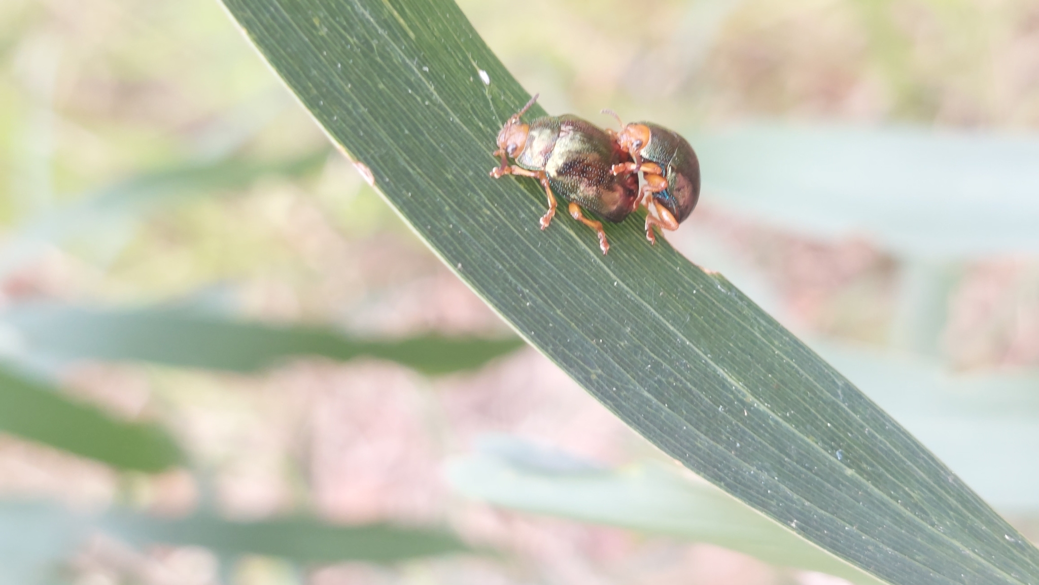 Chrysomelidae