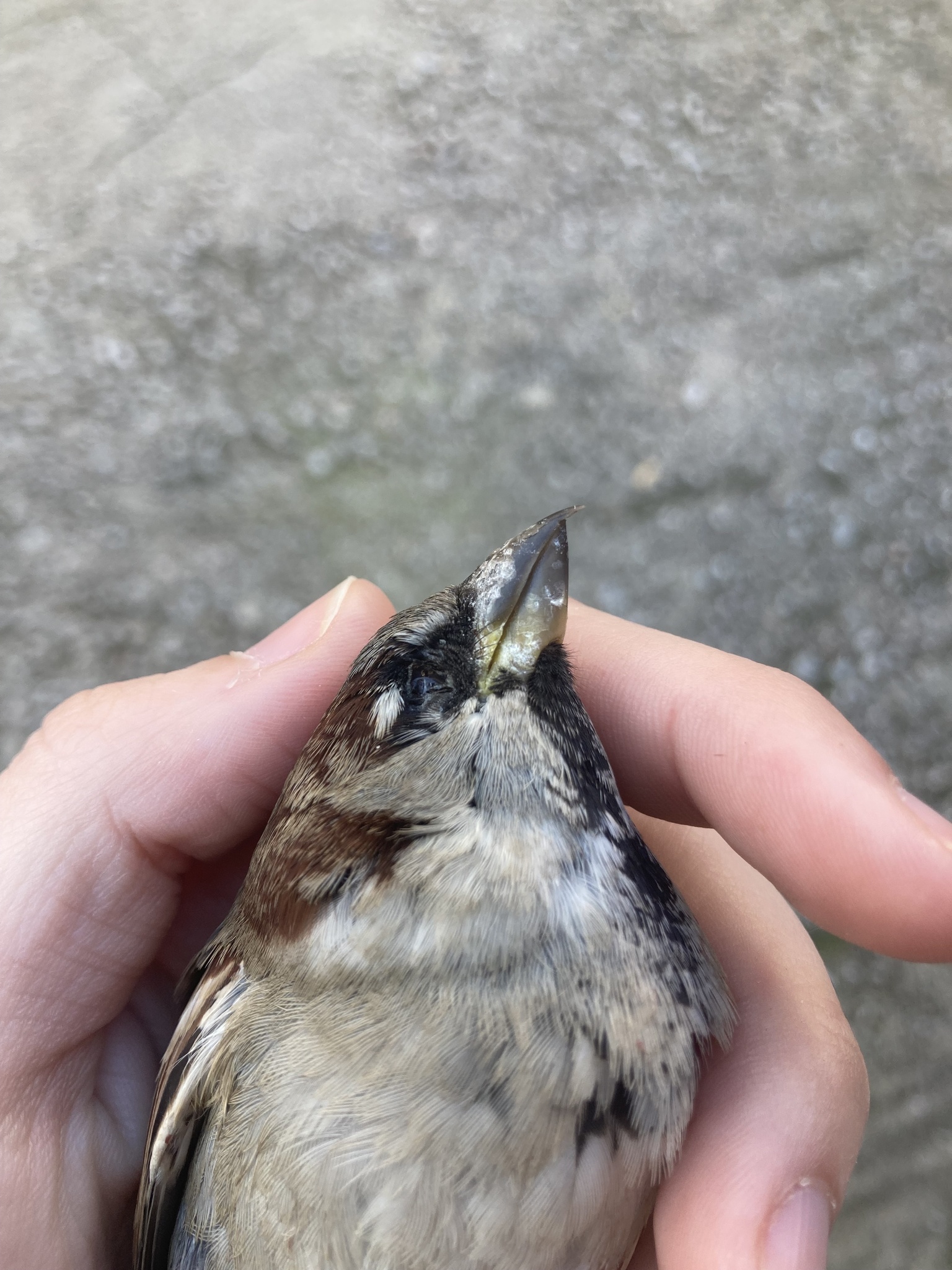 Passer domesticus (Linnaeus, 1758)
