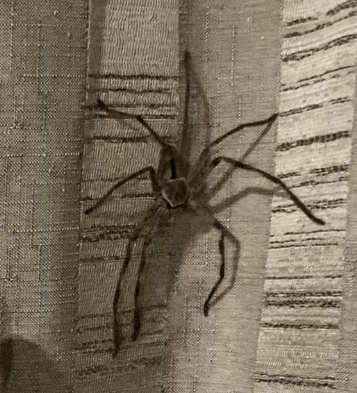 Holconia immanis (L.Koch, 1867)