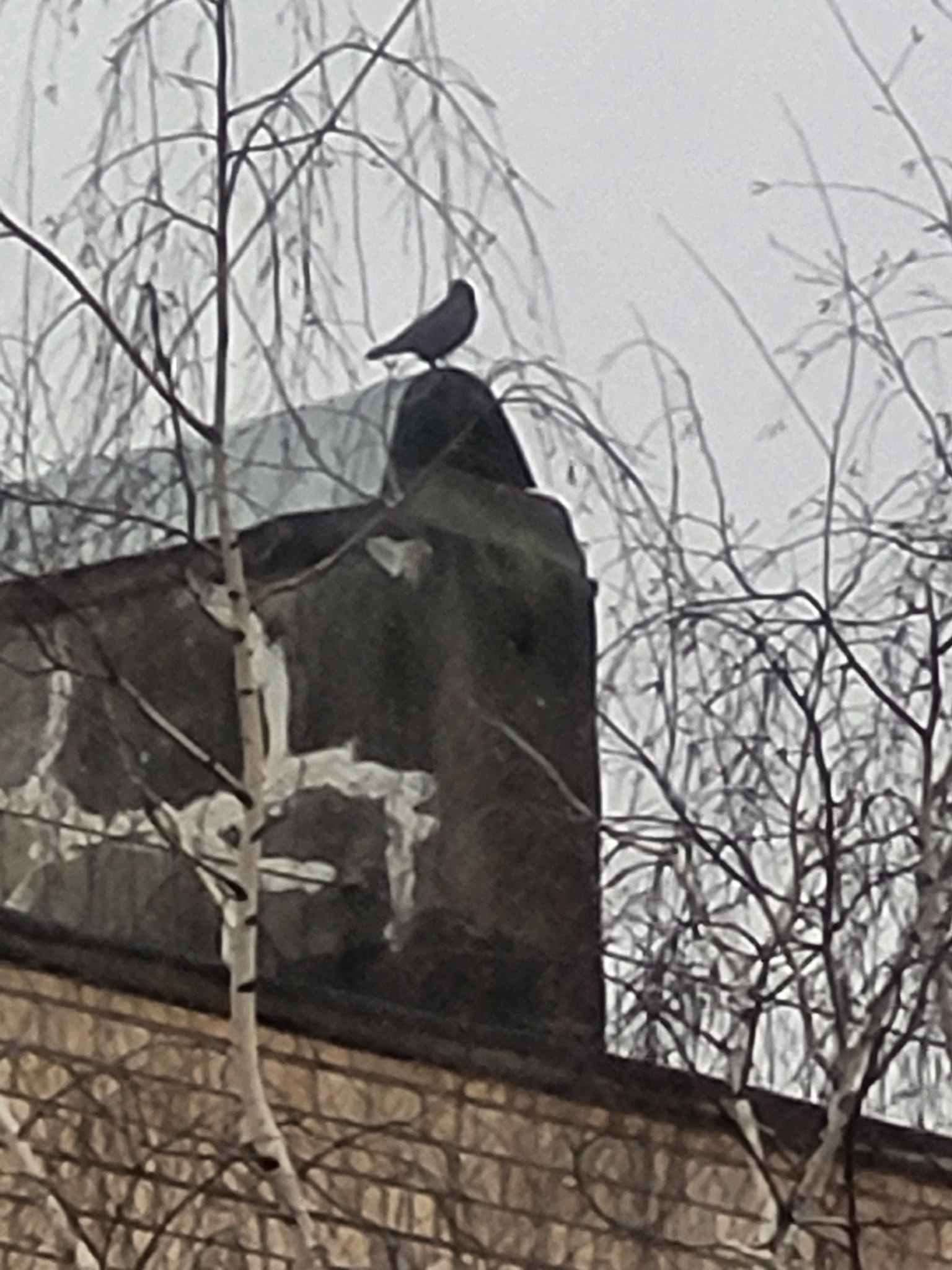 Corvus corax Linnaeus, 1758