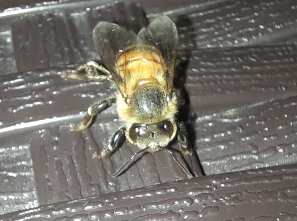 Apidae