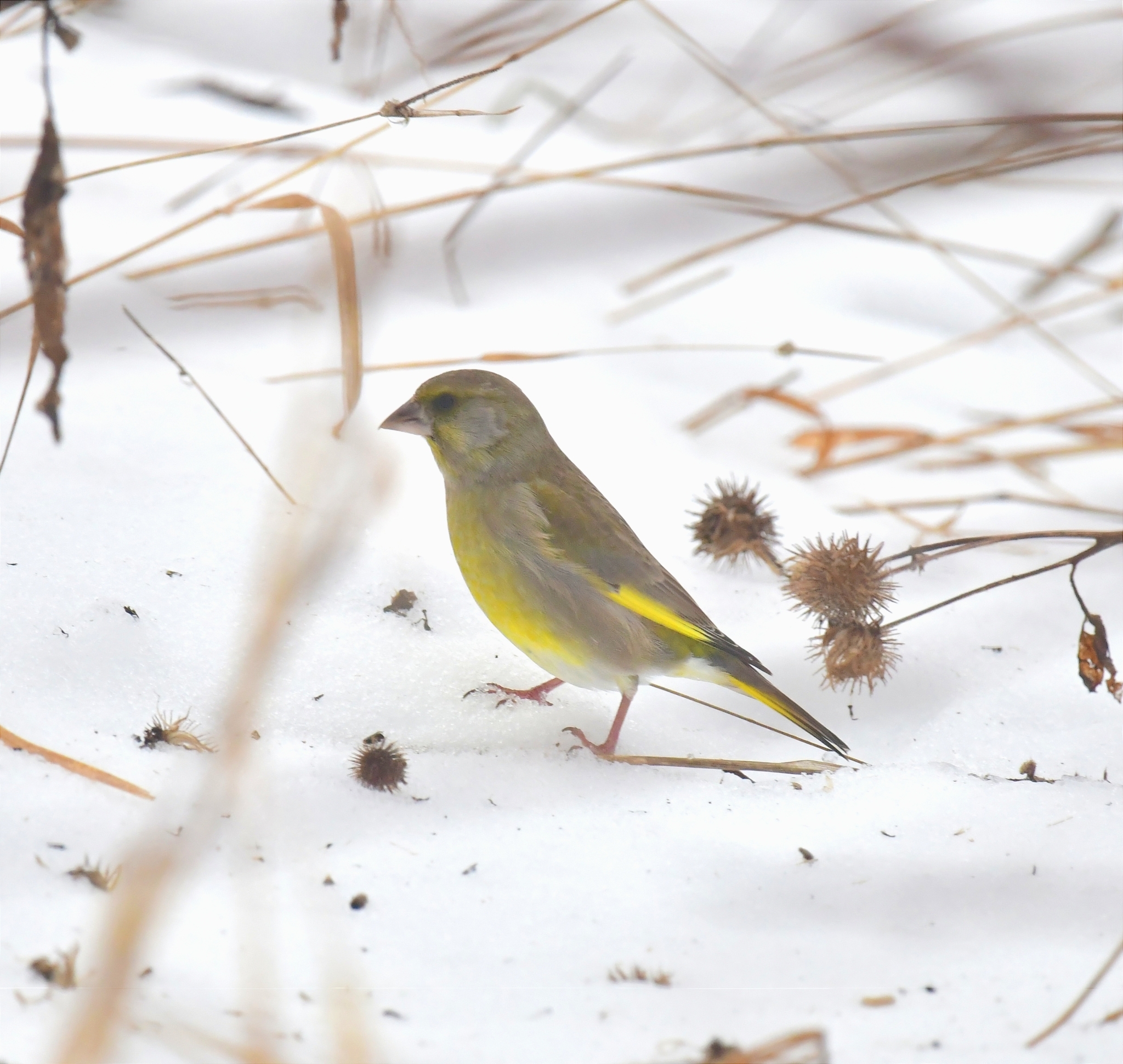 Chloris chloris (Linnaeus, 1758)