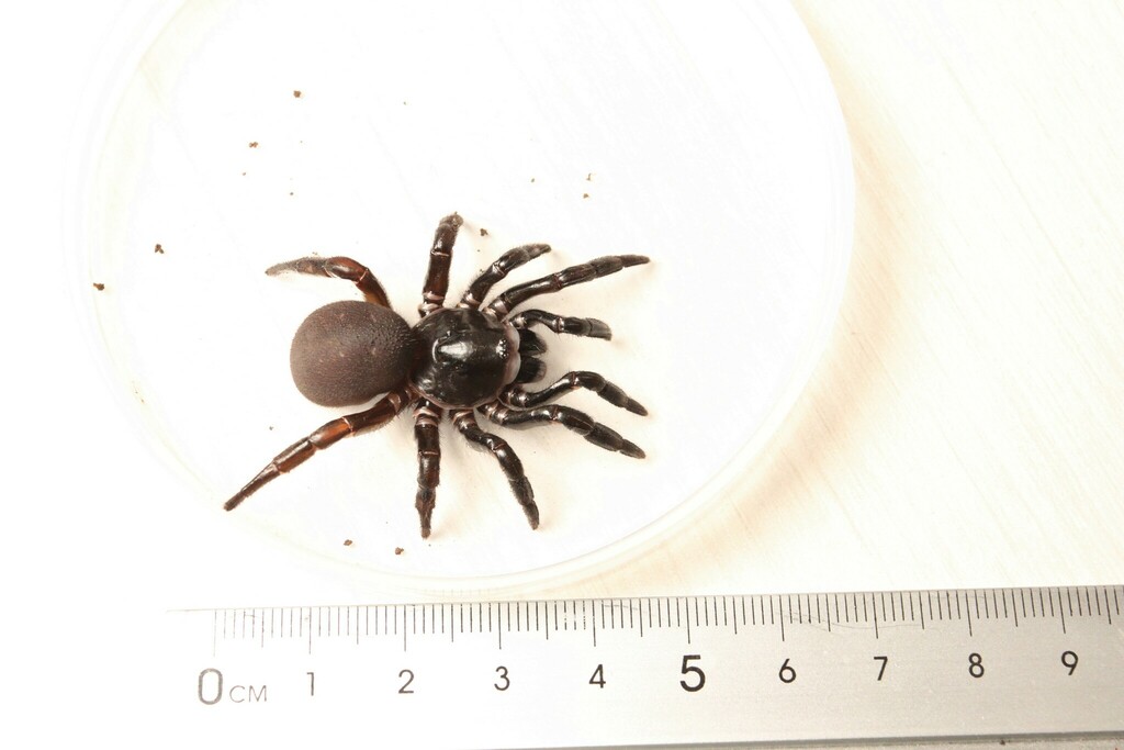 Conothele from 中国云南省临沧市临翔区 on August 8, 2022 at 12:22 PM by dongmouren ...