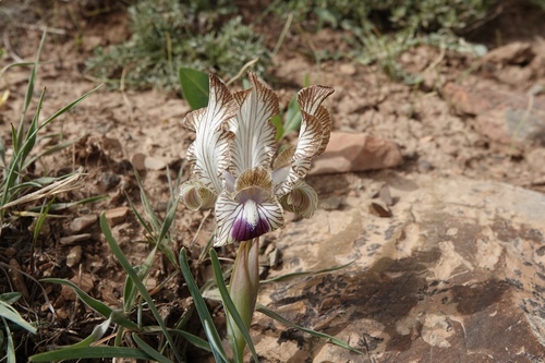 Iris meda · iNaturalist Mexico