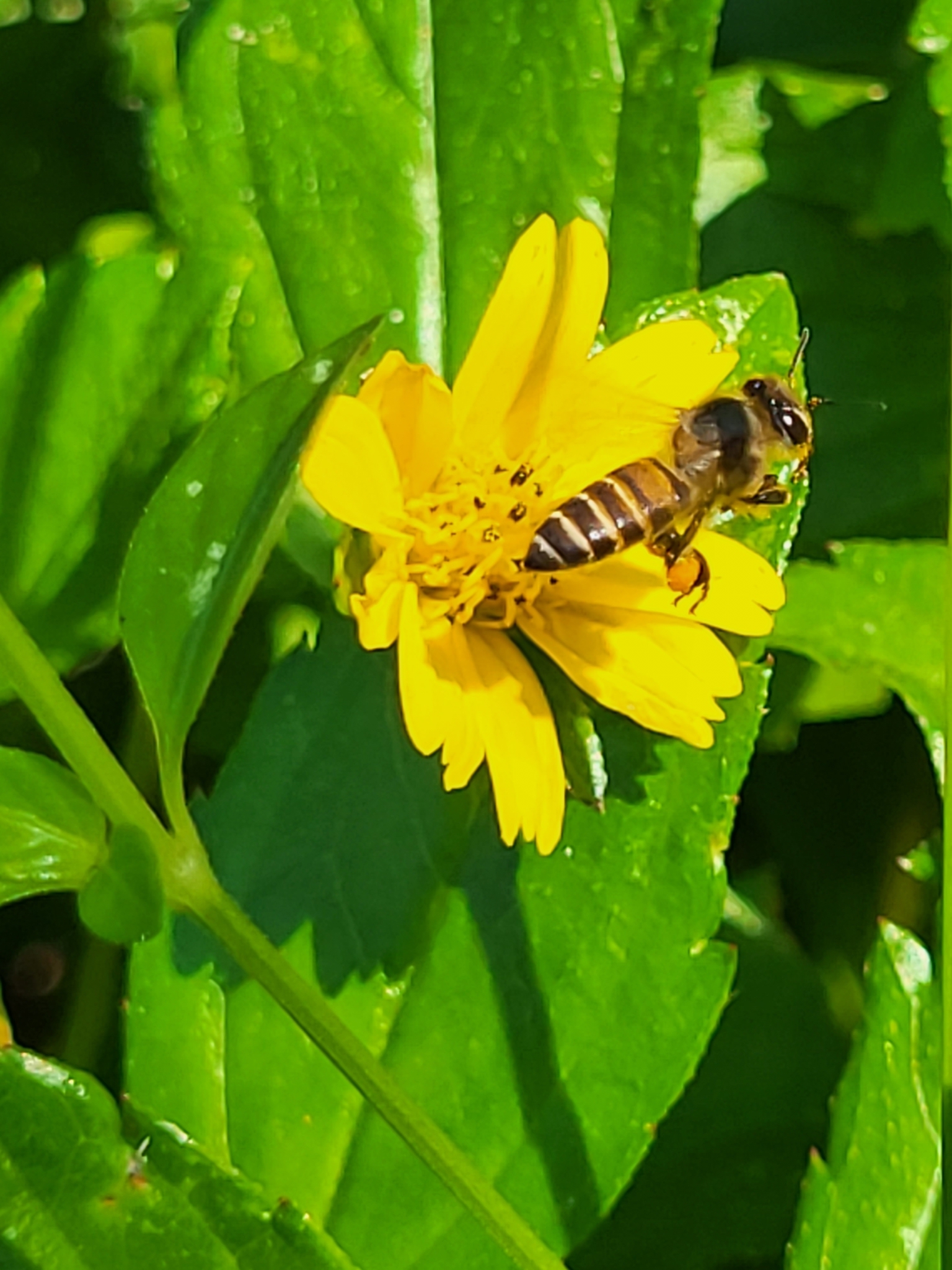 Apis cerana Fabricius, 1793