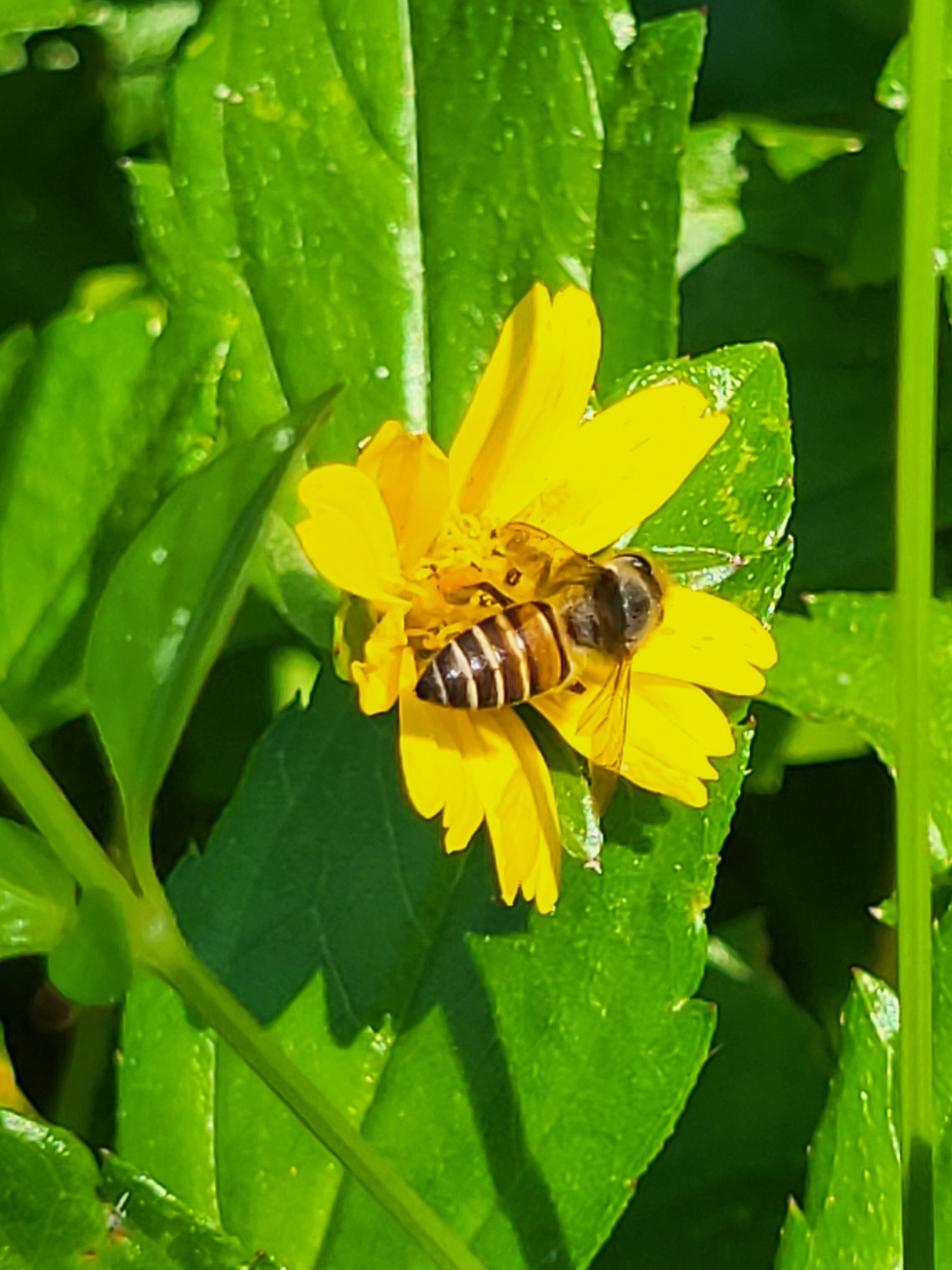 Apis cerana Fabricius, 1793