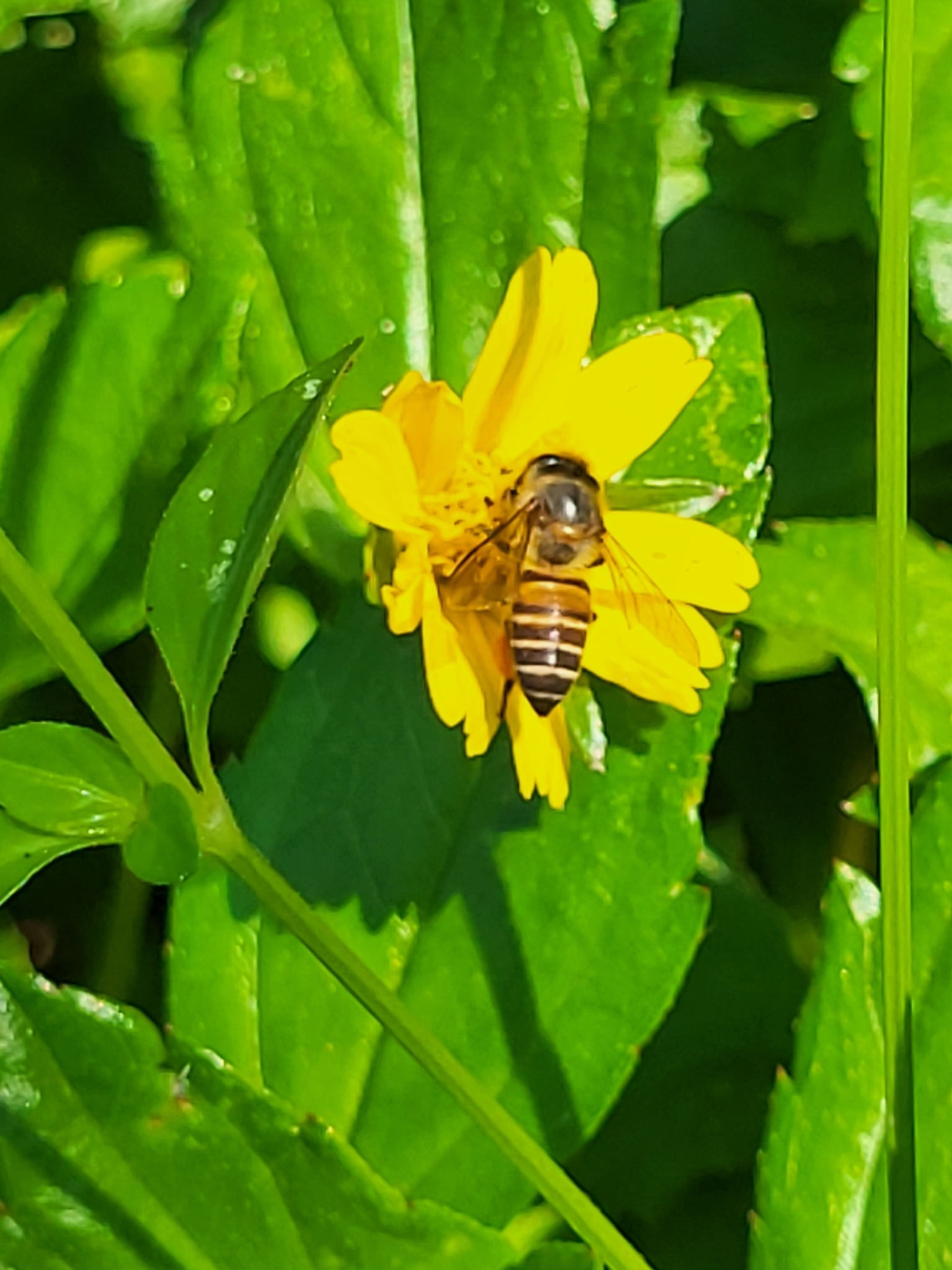 Apis cerana Fabricius, 1793