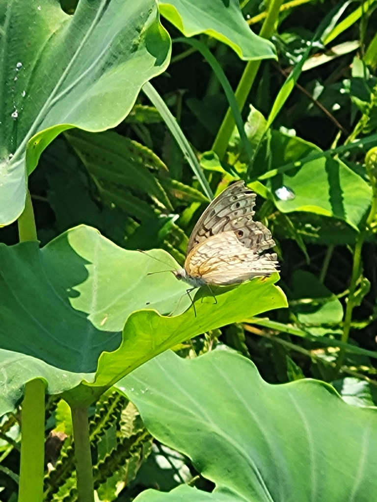 Grey Pansy from Ernakulam, IN-KL, IN on January 01, 2023 at 01:52 PM by ...