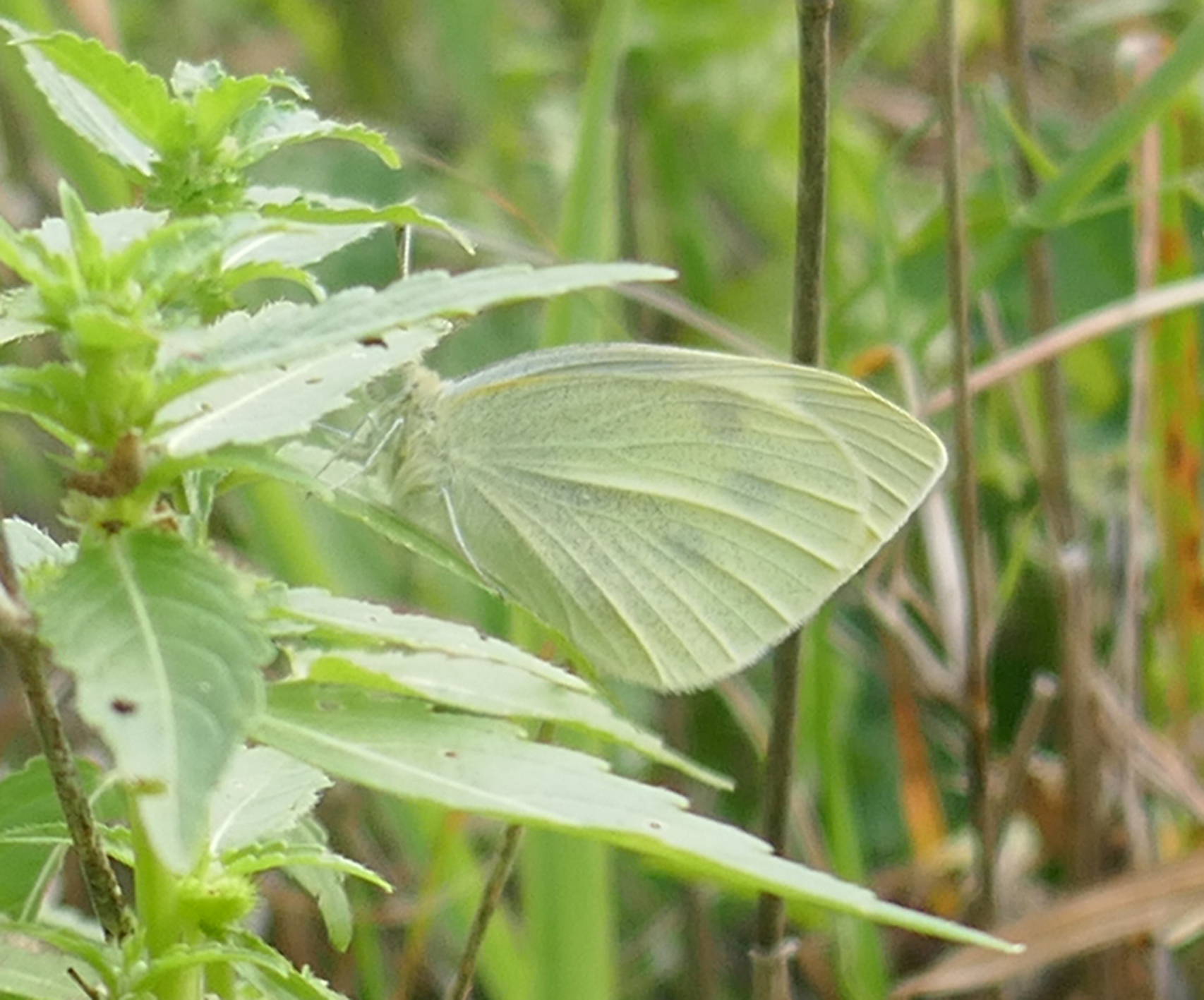 Pieris rapae (Linnaeus, 1758)