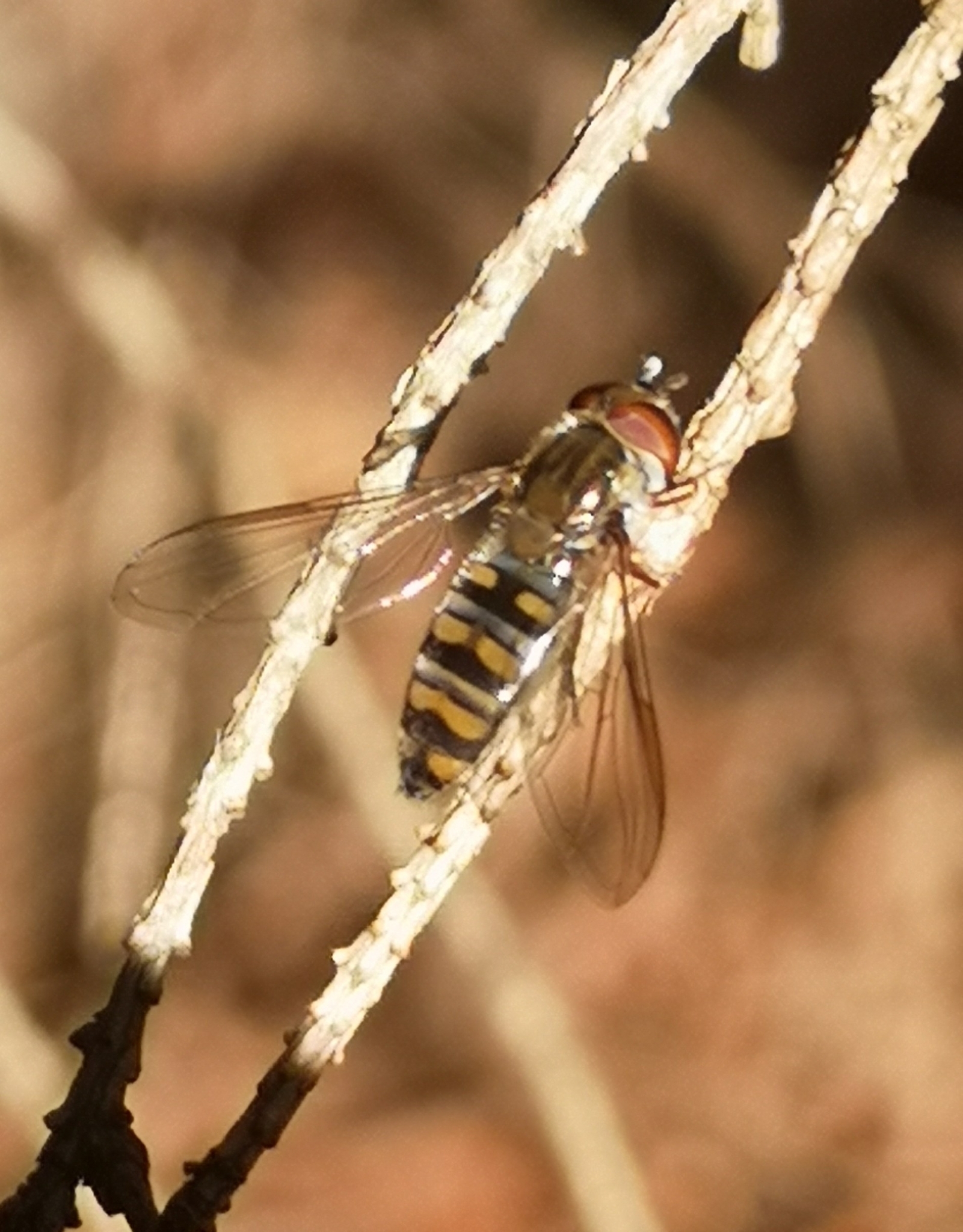 Episyrphus balteatus (De Geer, 1776)