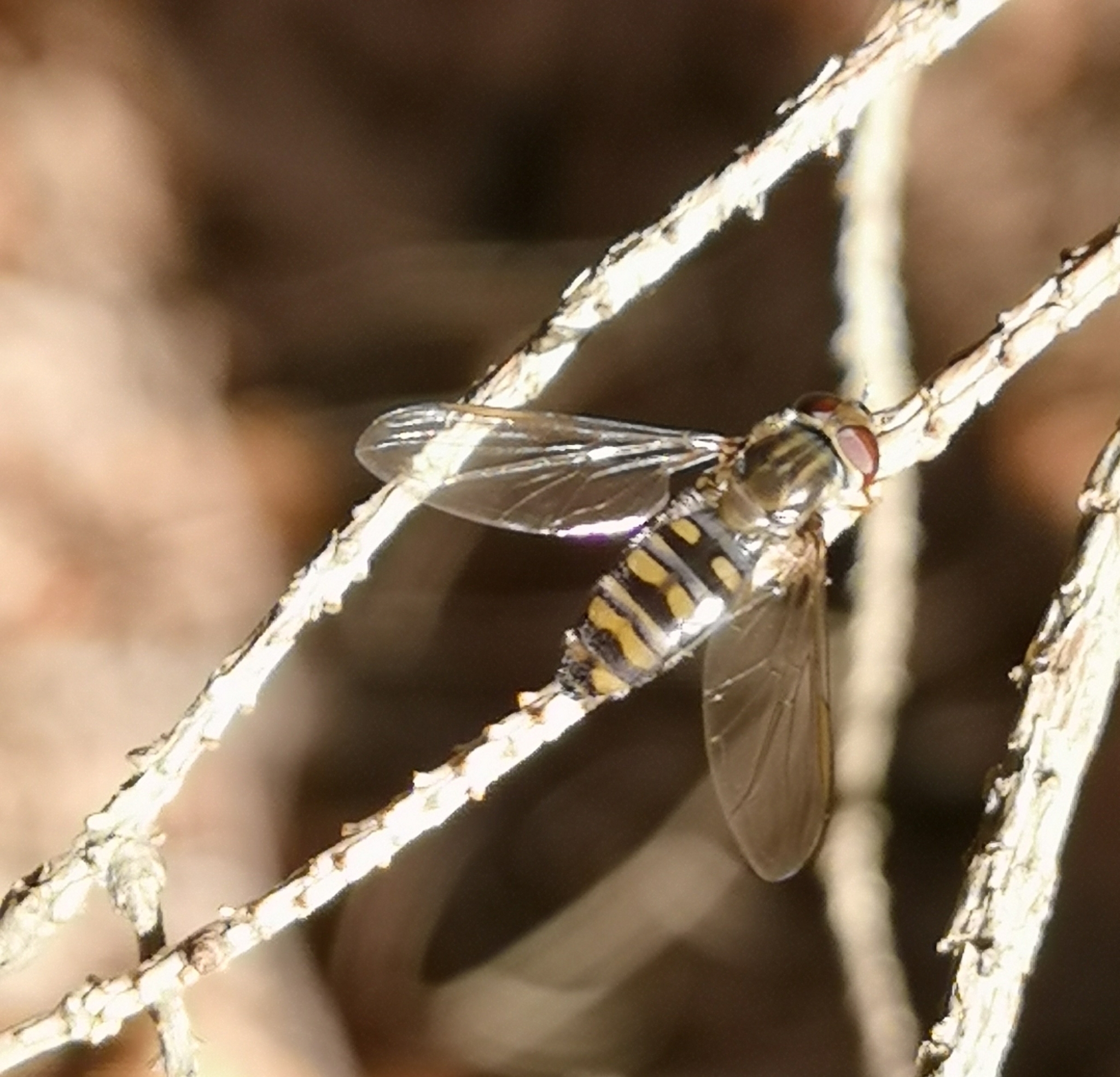 Episyrphus balteatus (De Geer, 1776)