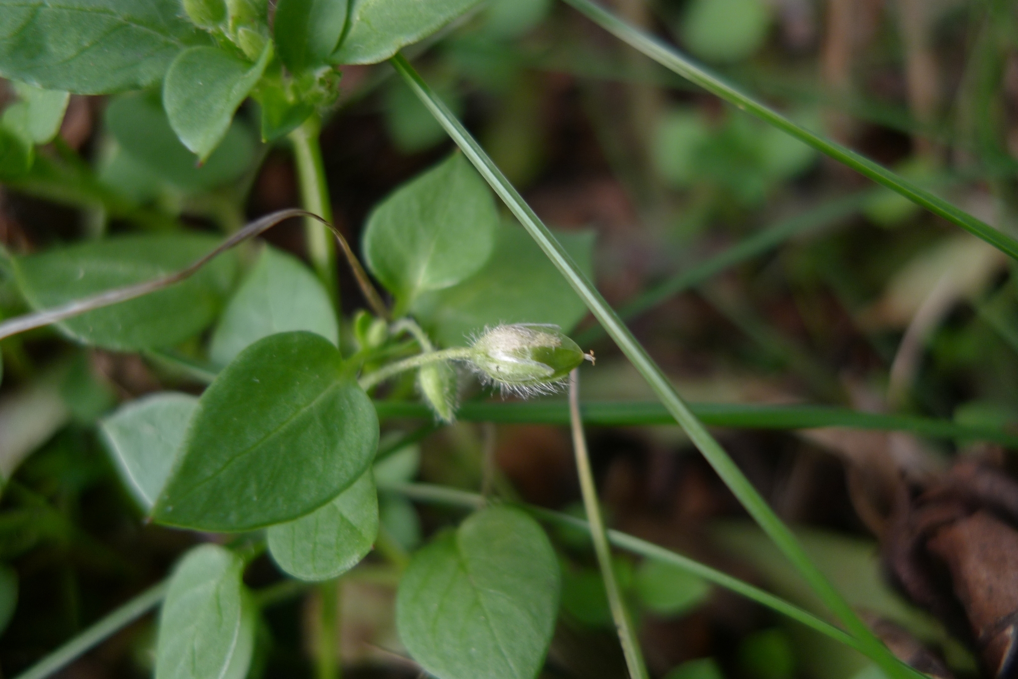 Caryophyllaceae