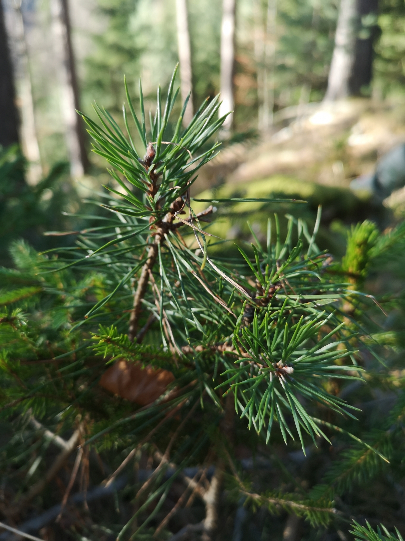 Pinus L.