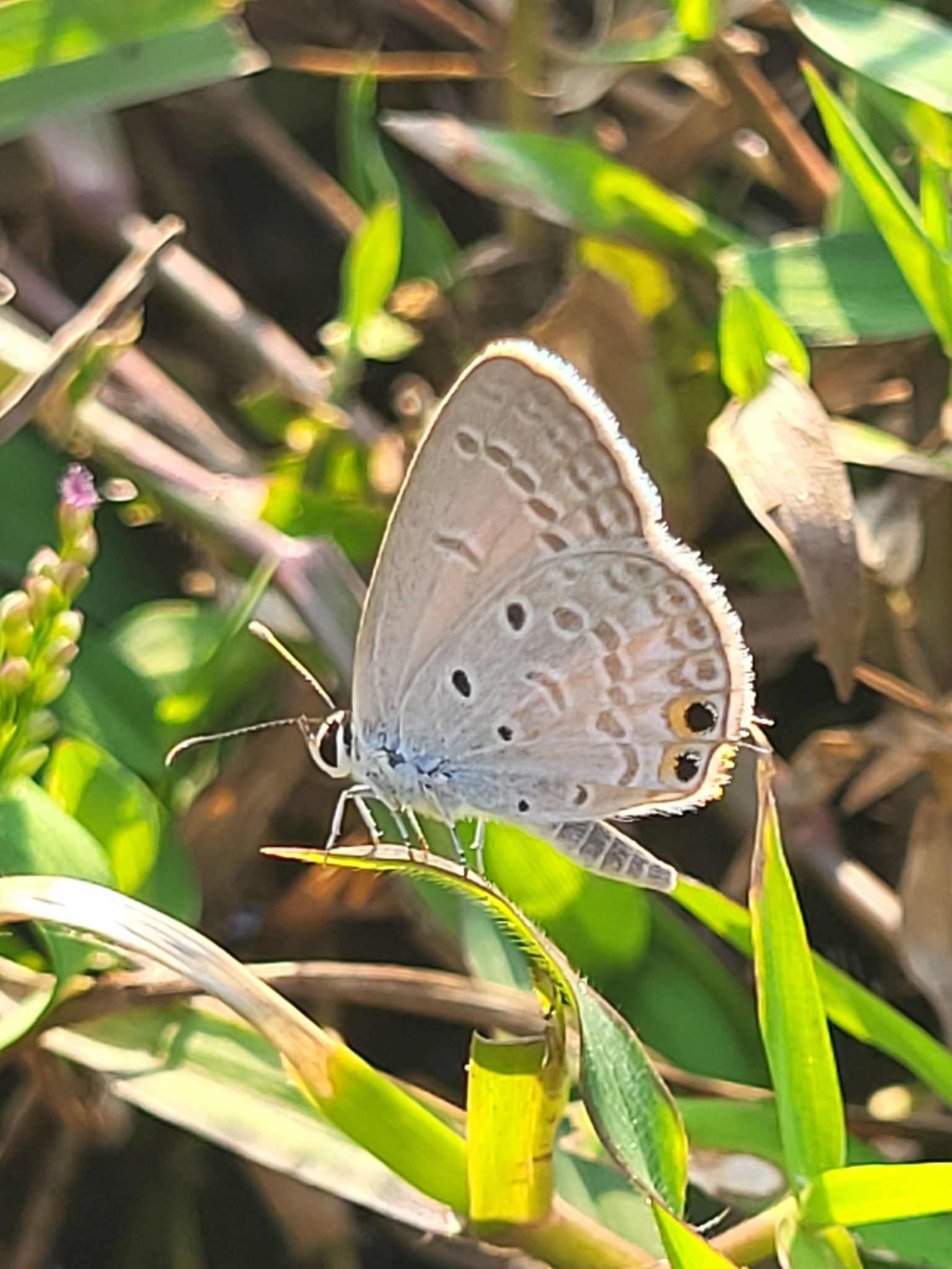 Lycaenidae