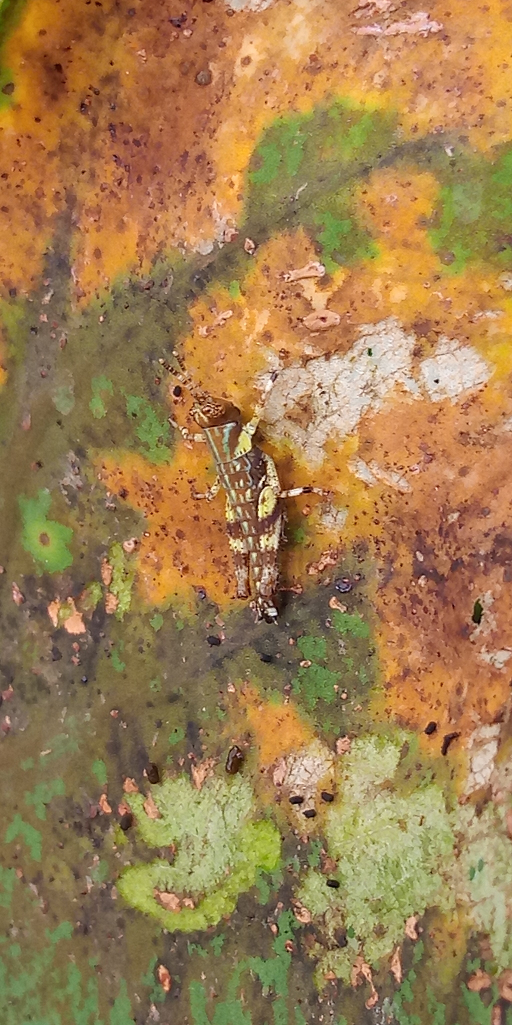 Acrididae