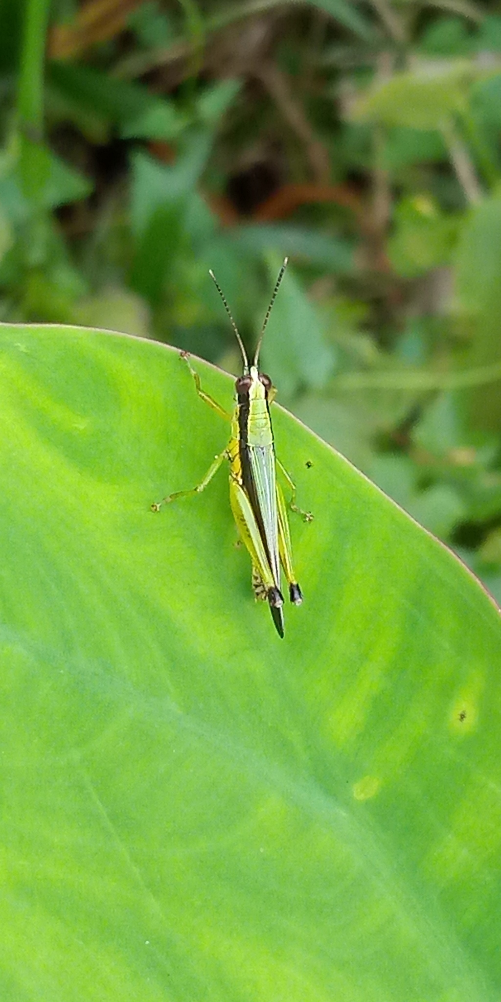 Acrididae