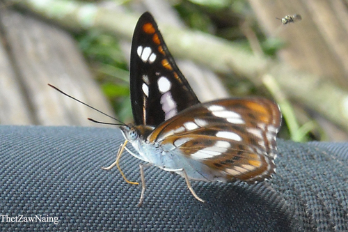 Colour Sergeant (Butterflies of Myanmar (Burma)) · iNaturalist