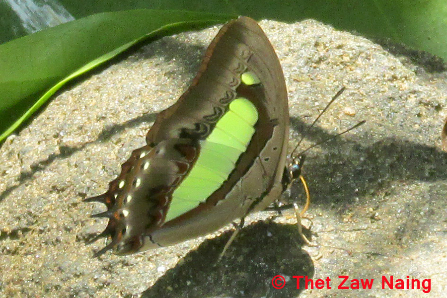 Common Nawab (Butterflies of Myanmar (Burma)) · iNaturalist
