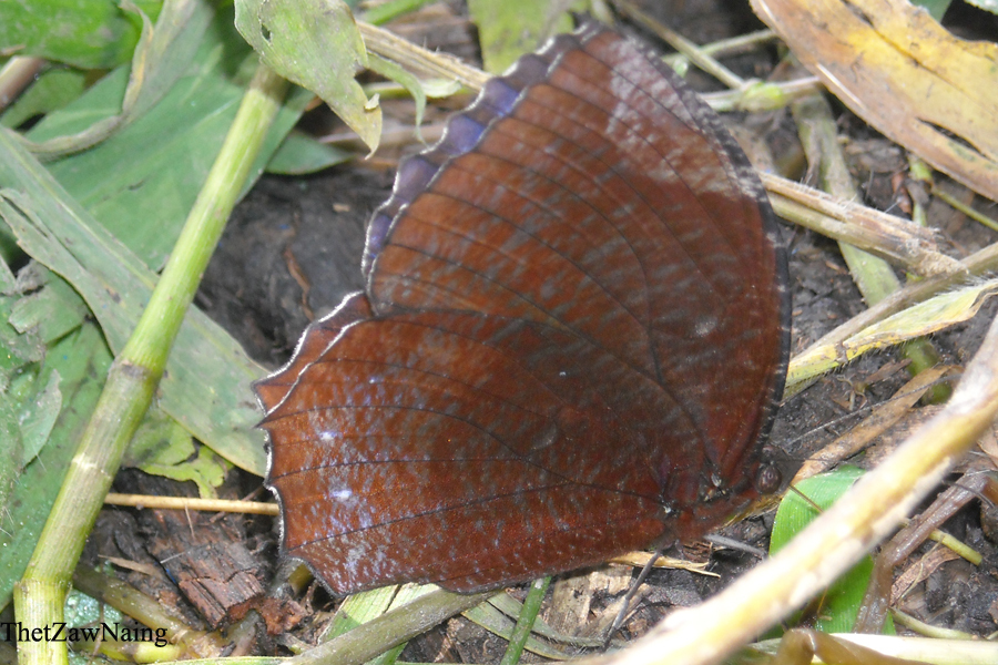 Common Palmfly (Butterflies of Myanmar (Burma)) · iNaturalist