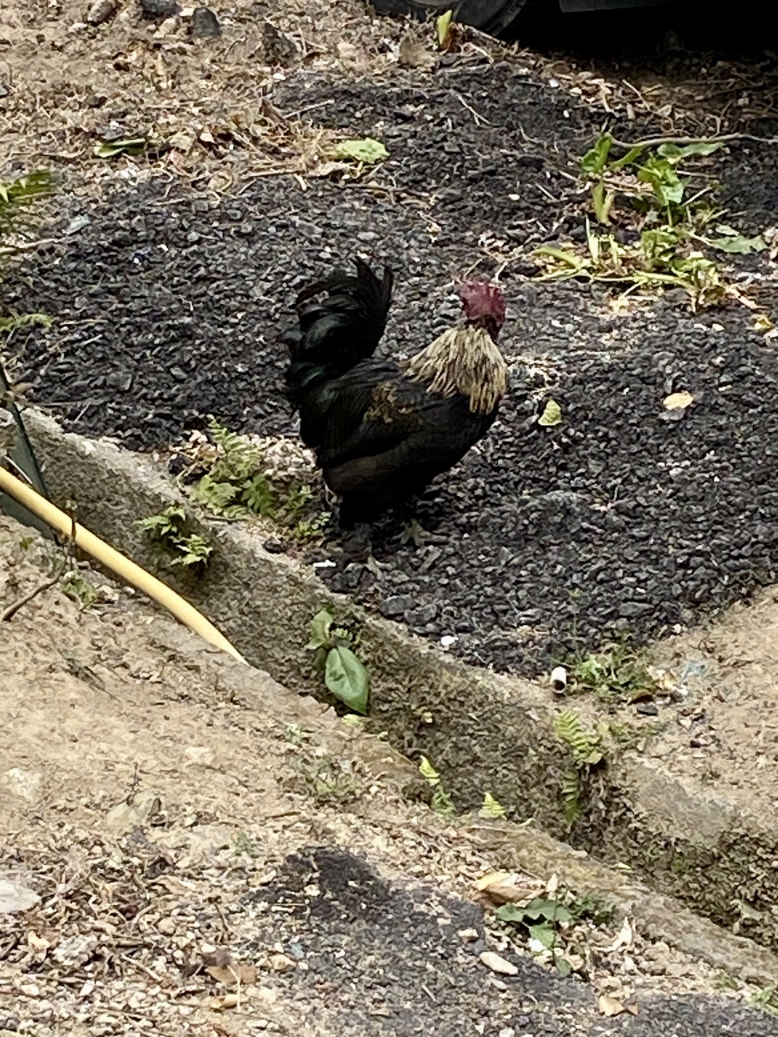 Gallus gallus (Linnaeus, 1758)