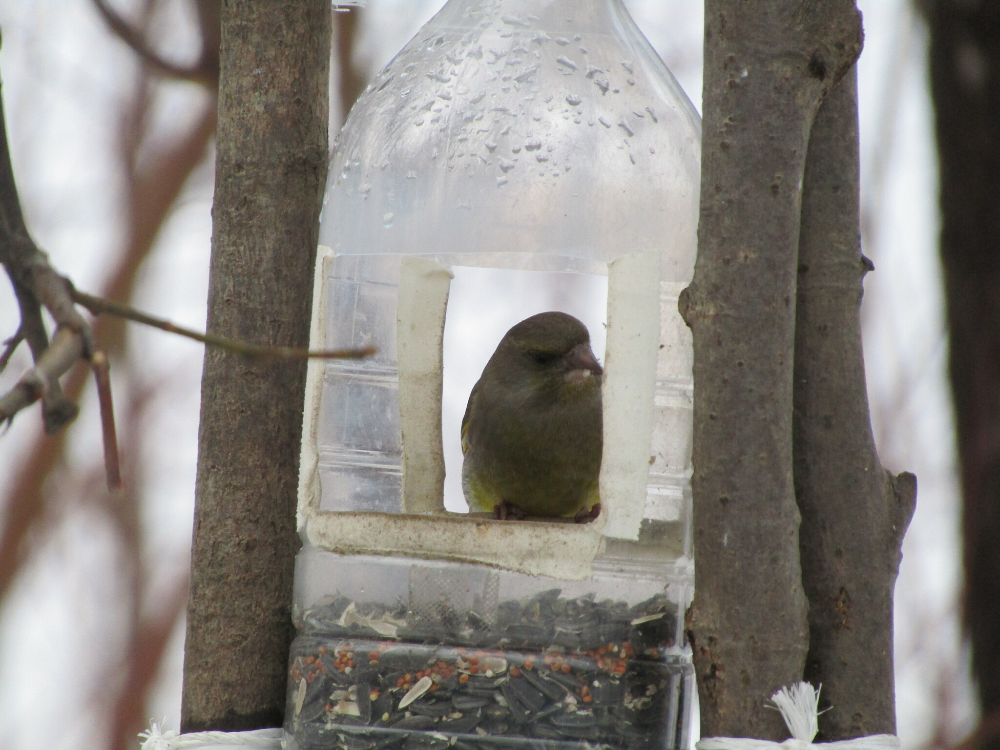 Chloris chloris (Linnaeus, 1758)