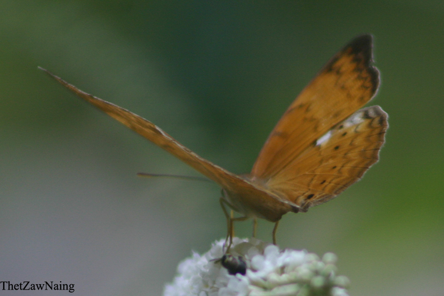 Common Yeoman (Butterflies of Myanmar (Burma)) · iNaturalist