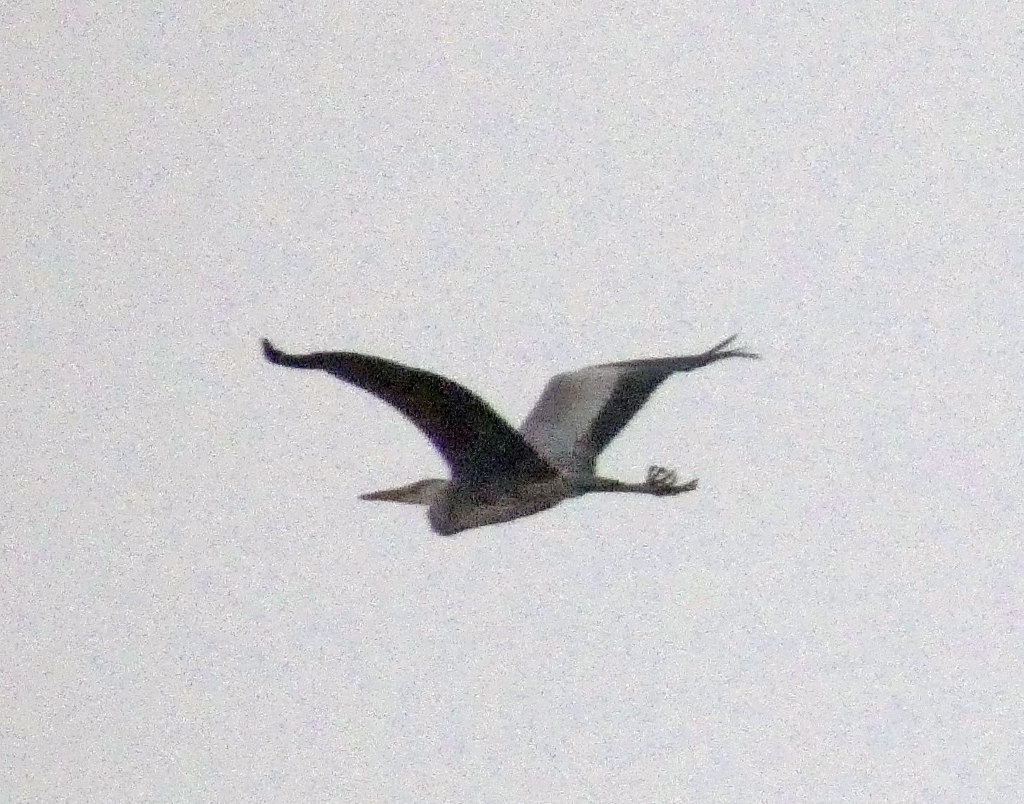 Ardea cinerea Linnaeus, 1758