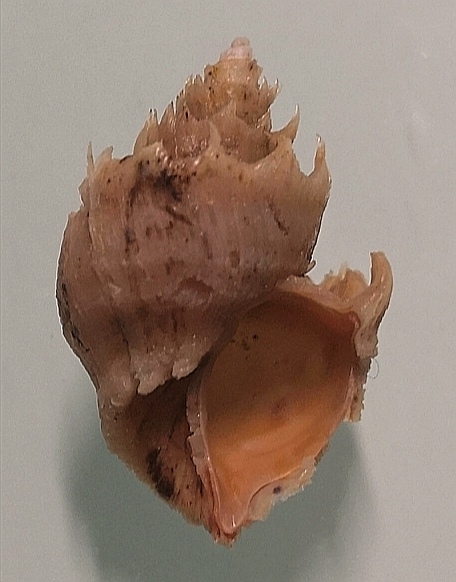 Neoiphinoe unicarinata from Qingdao, CN-SD, CN on August 12, 2020 at 06:21 PM by Lynio. Dead ...